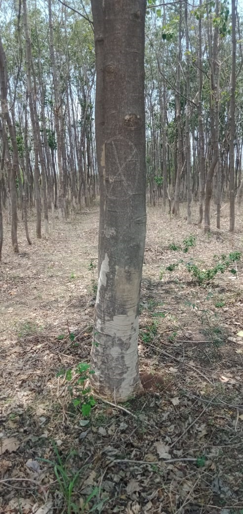 खमेर के पेड़ों से होगी लाखों की कमाई