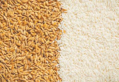 Krishak Jagat | Latest Agriculture News and Updates in Hindi