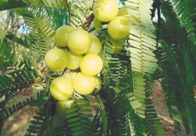 कृषि में जल की महत्ता