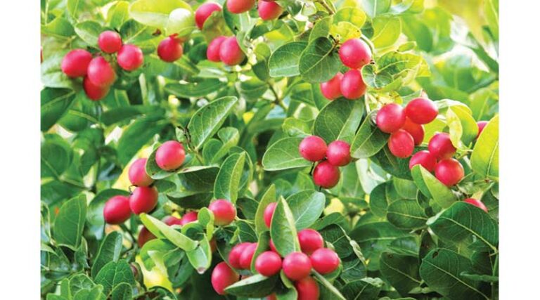 शुष्क फल करौंदा की उन्नत तकनीक