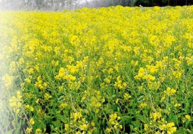 बारानी स्थिति में चना लगाया है, अधिक उत्पादन के लिये उपाय बतायें