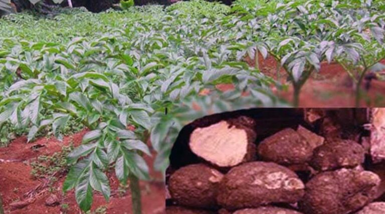 मैं कुछ क्षेत्र में जमीकंद (सूरन) लगाना चाहता हूं, किस तरीके से लगायें ...