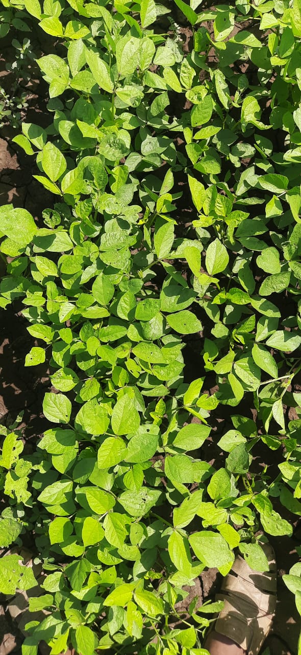 प्राकृतिक जायद मूंग फसल में मिट्टी बनी सहारा