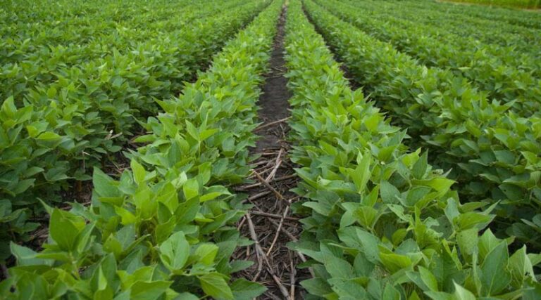 Soybean Sowing: कतारों की दूरी, बीज की गहराई और बीज दर का विज्ञान, एक ...