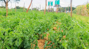 सब्जी फसलों में एकीकृत नाशीजीव प्रबंधन पर नासिक में प्रशिक्षण, किसानों ...